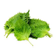 大葉 20枚 Ohba - Shiso Perilla Leaves Japanese (Small Pack 20 Pcs ...